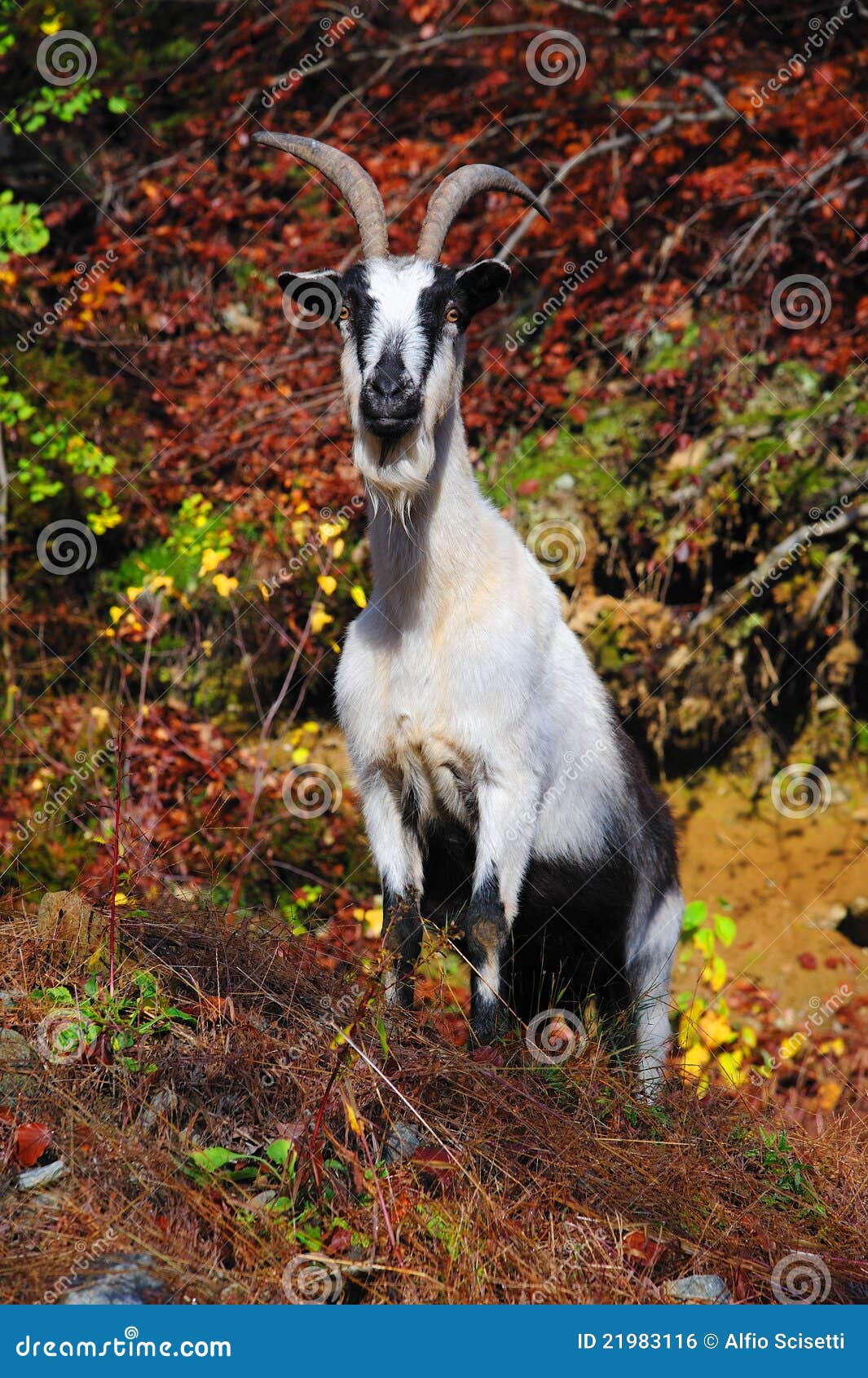 Alpine Goat On The Rocks, Mount Bianco, Mount Blanc, Alps, Italy Stock ...