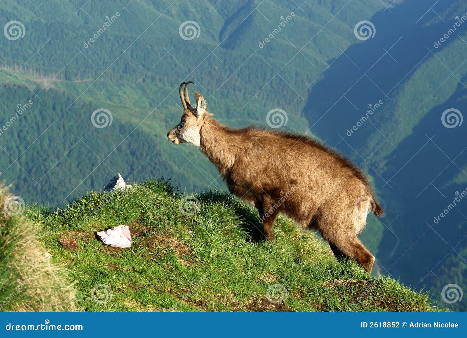 Alpine Goat stock photo. Image of exploration, animal - 2618852