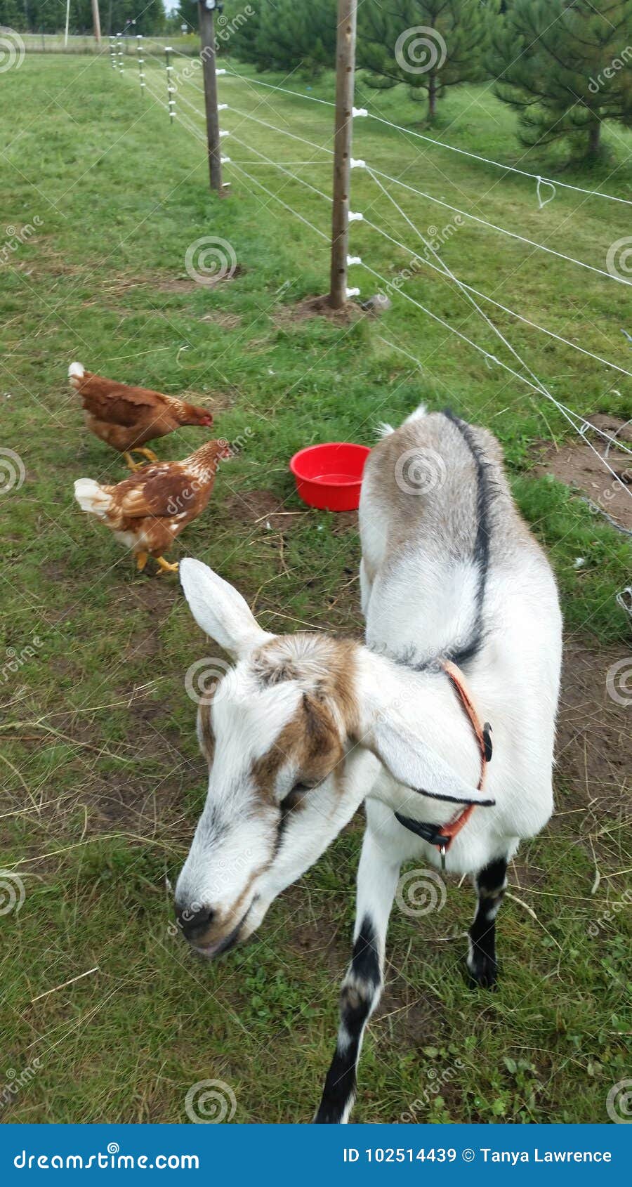 Alpine goat stock image. Image of alpine, barn, white - 102514439