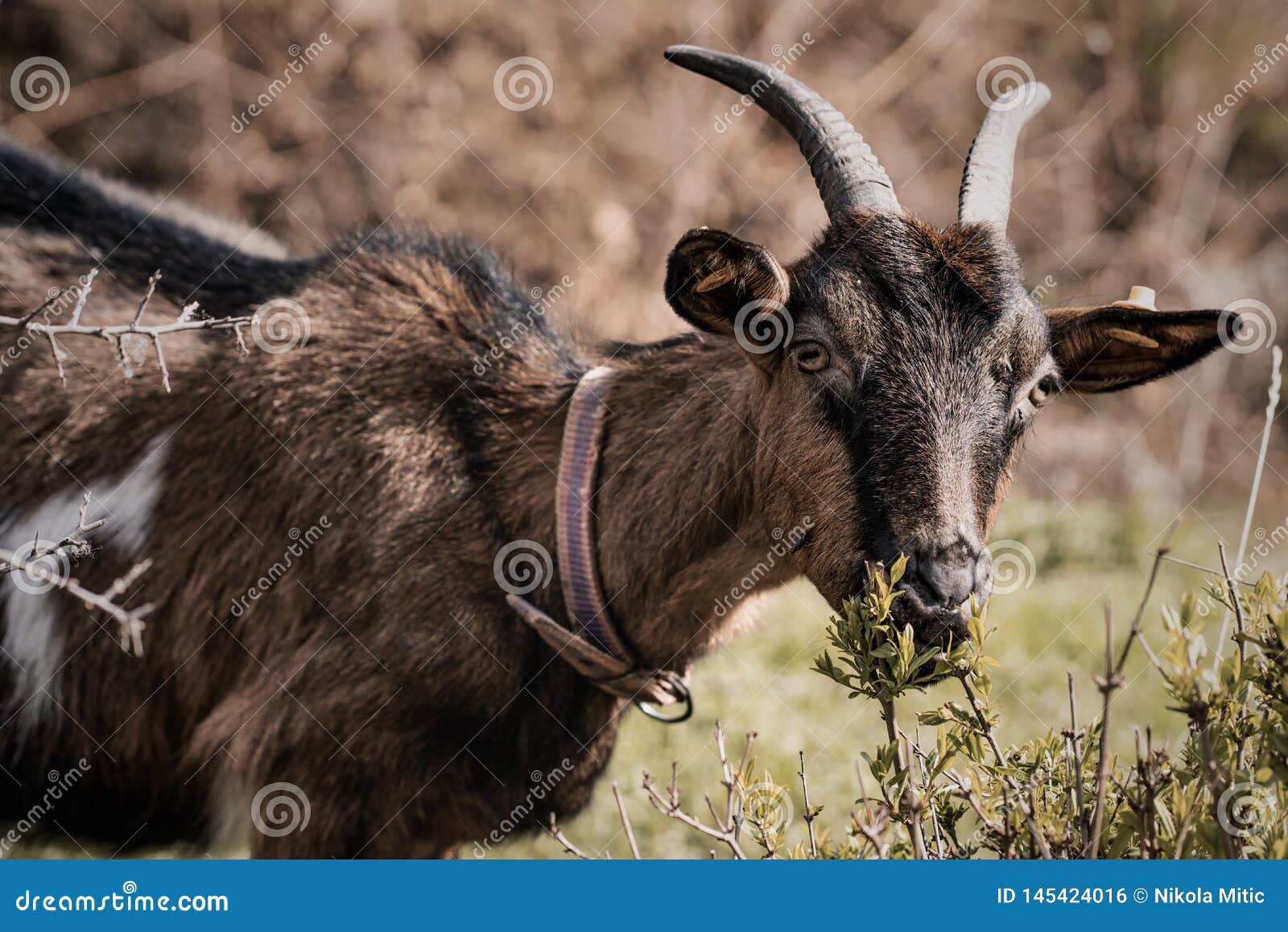 Alpine Goat On The Rocks, Mount Bianco, Mount Blanc, Alps, Italy Stock ...