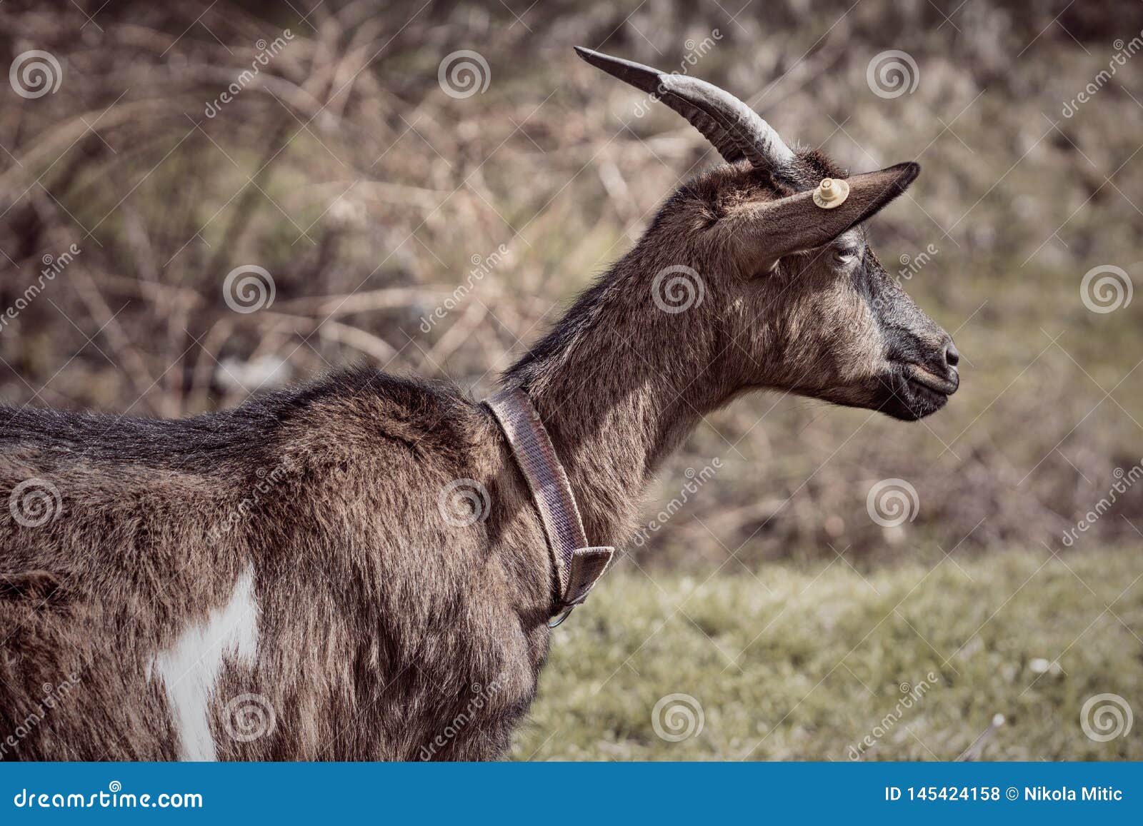 Alpine goat on grazing stock photo. Image of pong, animal - 145424158