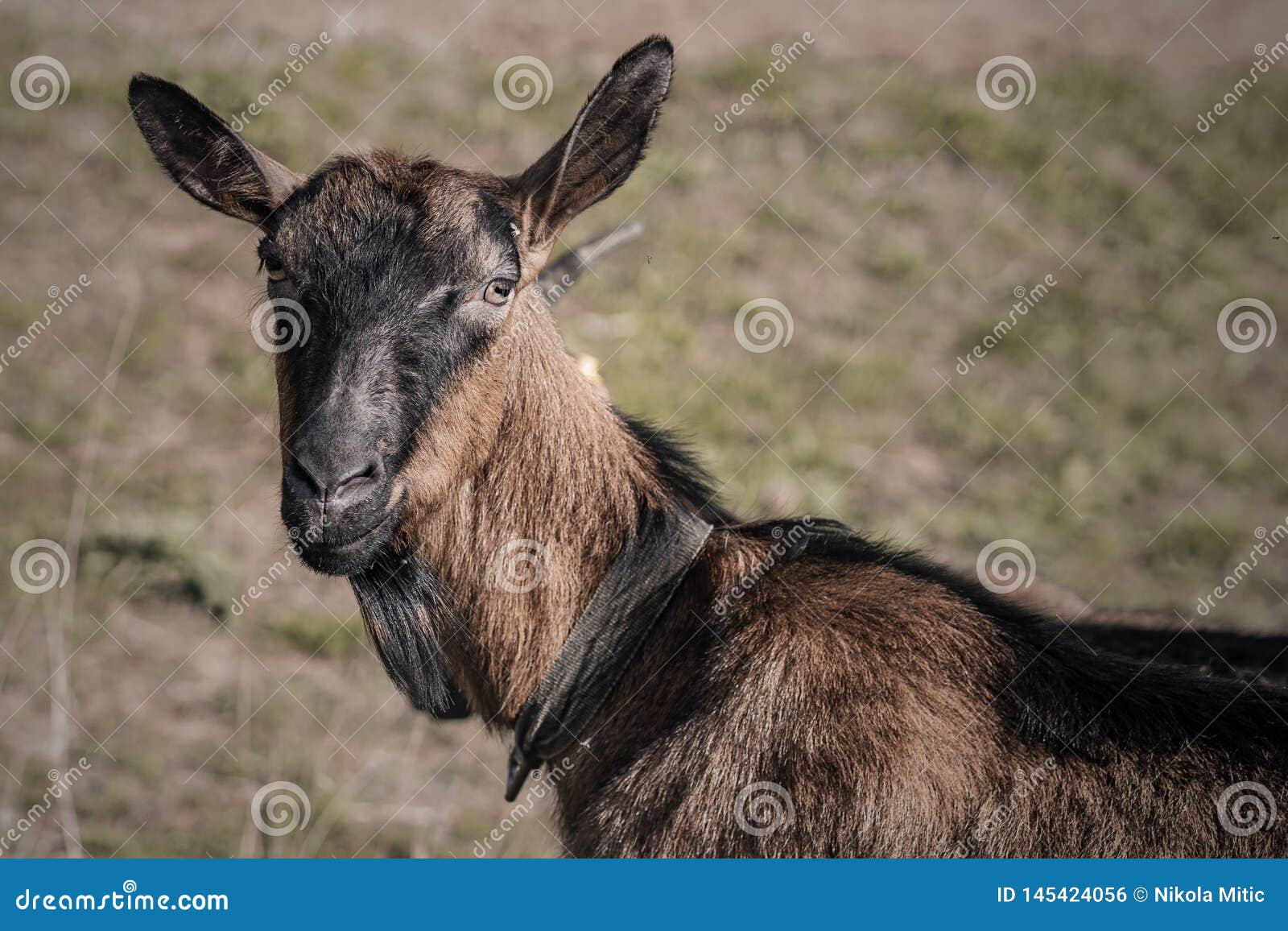 Alpine goat on grazing stock photo. Image of head, animal - 145424056