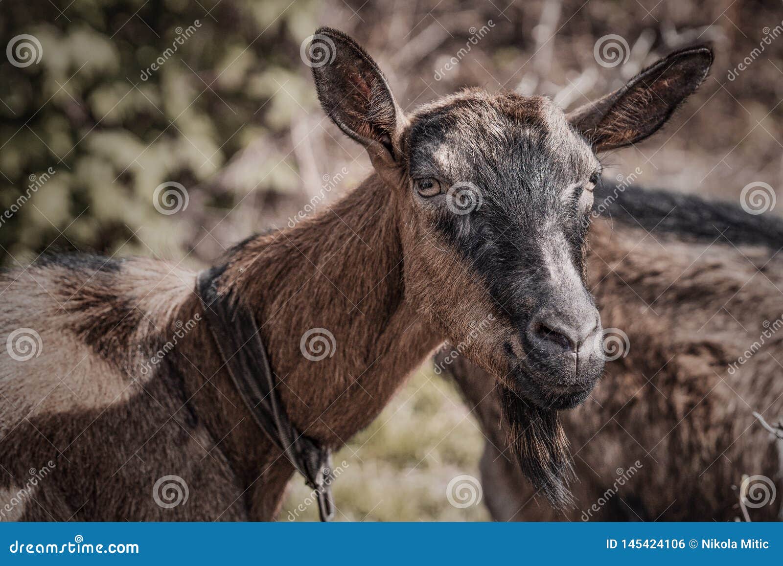Alpine goat on grazing stock photo. Image of animal - 145424106