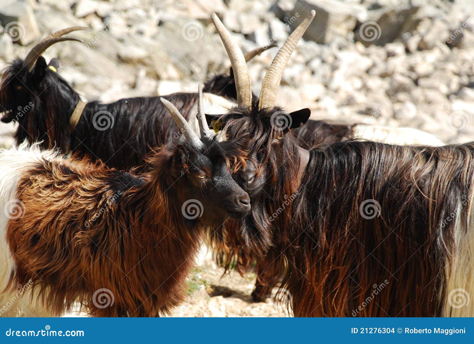 Alpine goats stock photo. Image of alps, wildlife, farm - 21276304