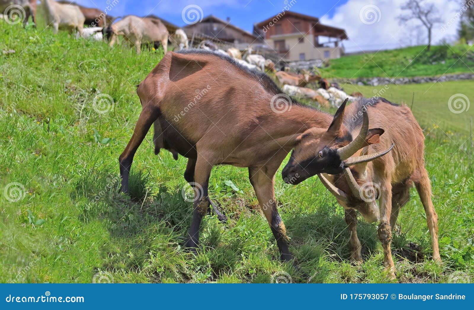 Alpine Goats Fighting in Meadow Horn To Horn Stock Image - Image of ...