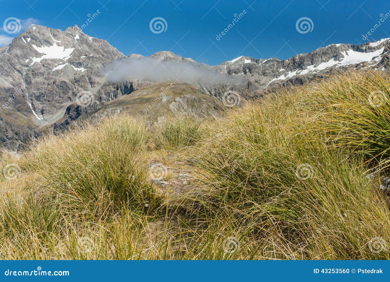 Alpine Grass in Arthur S Pass National Park Stock Photo - Image of ...