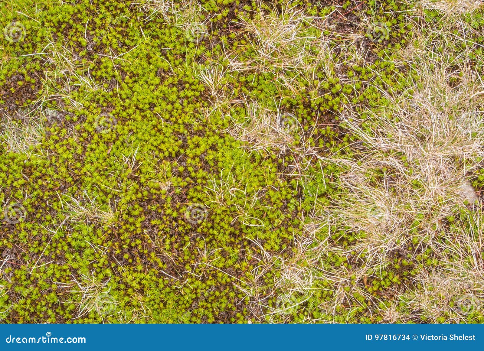 Alpine Grass on the Top of the Mountain, at Natural Park Bucegi ...