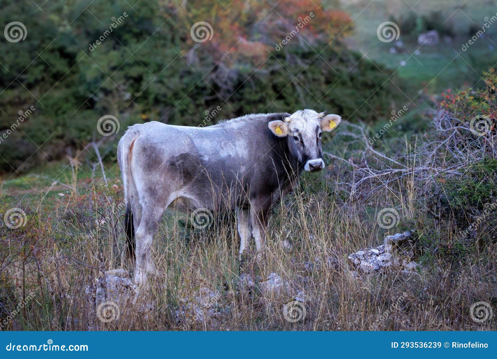 Alpine Gray Cow in a Natural Environment Stock Image - Image of ...