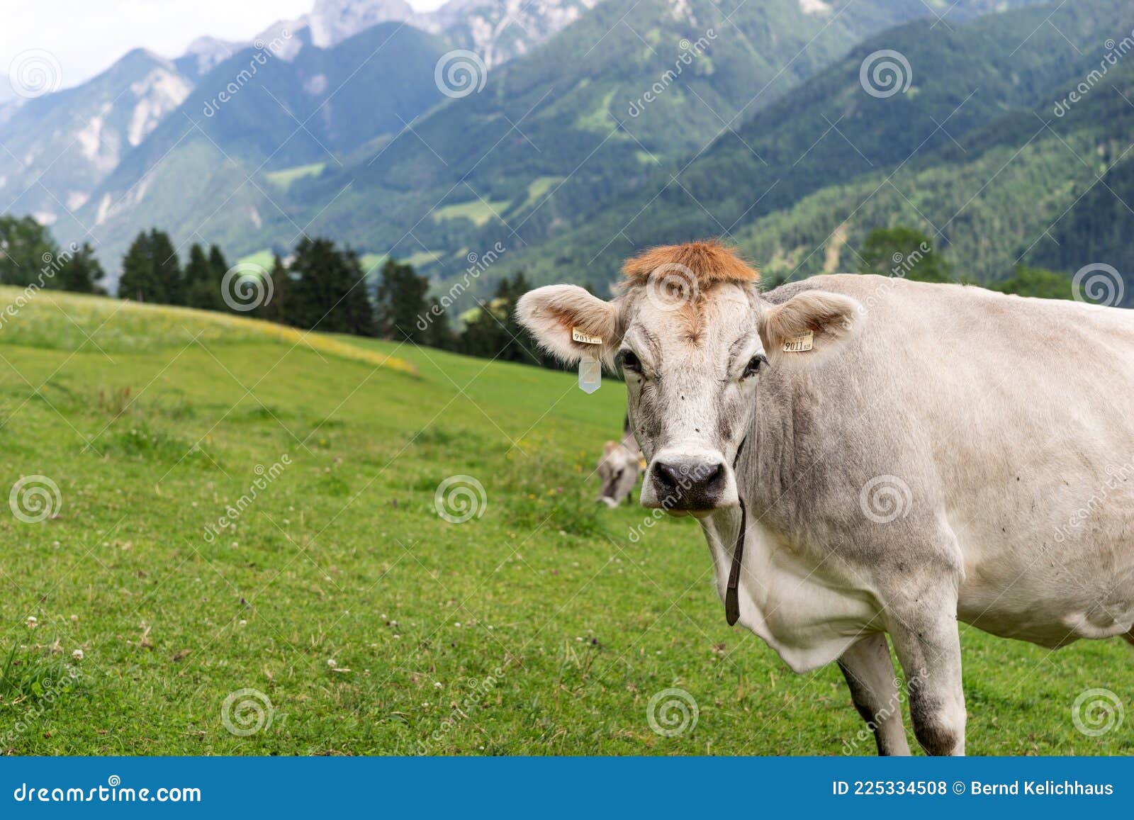 Alpine Gray Cow. Portrait of a Gray Beautiful Cow Stock Photo - Image ...