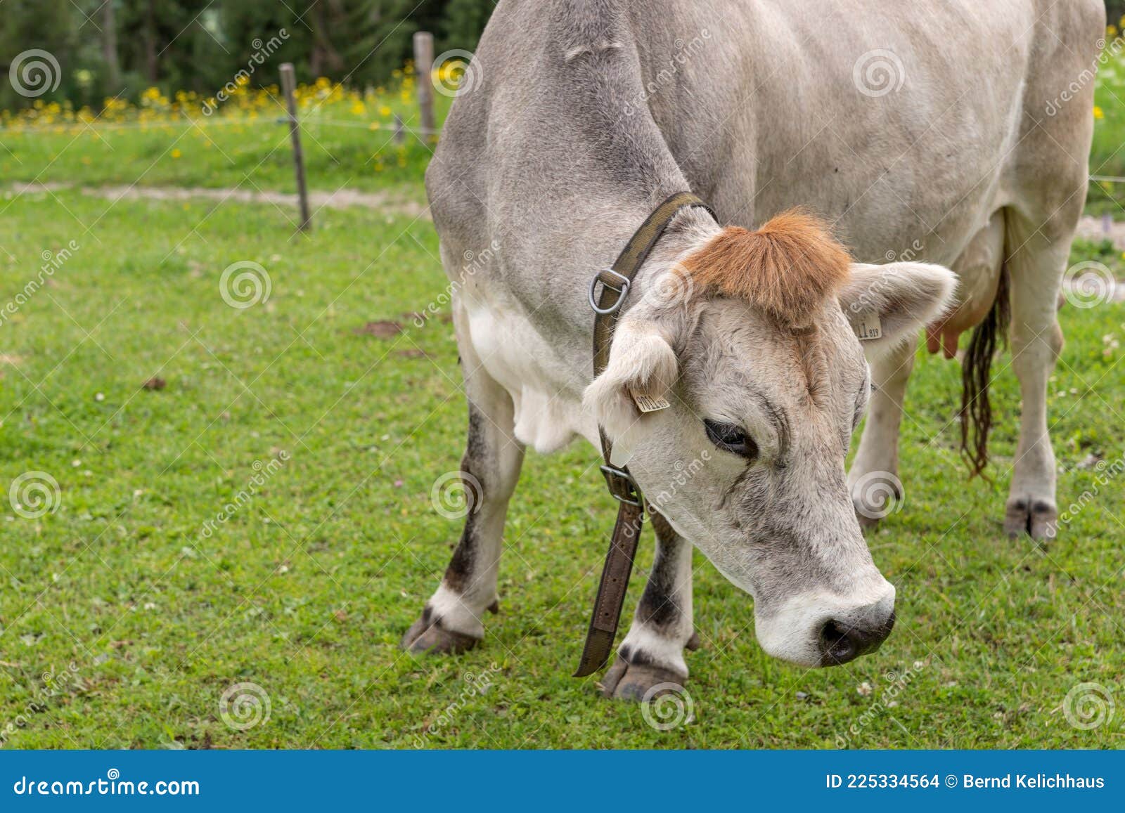 Alpine Gray Cow. White Cow With Horns In Dolomites Area. Alpine Cow ...