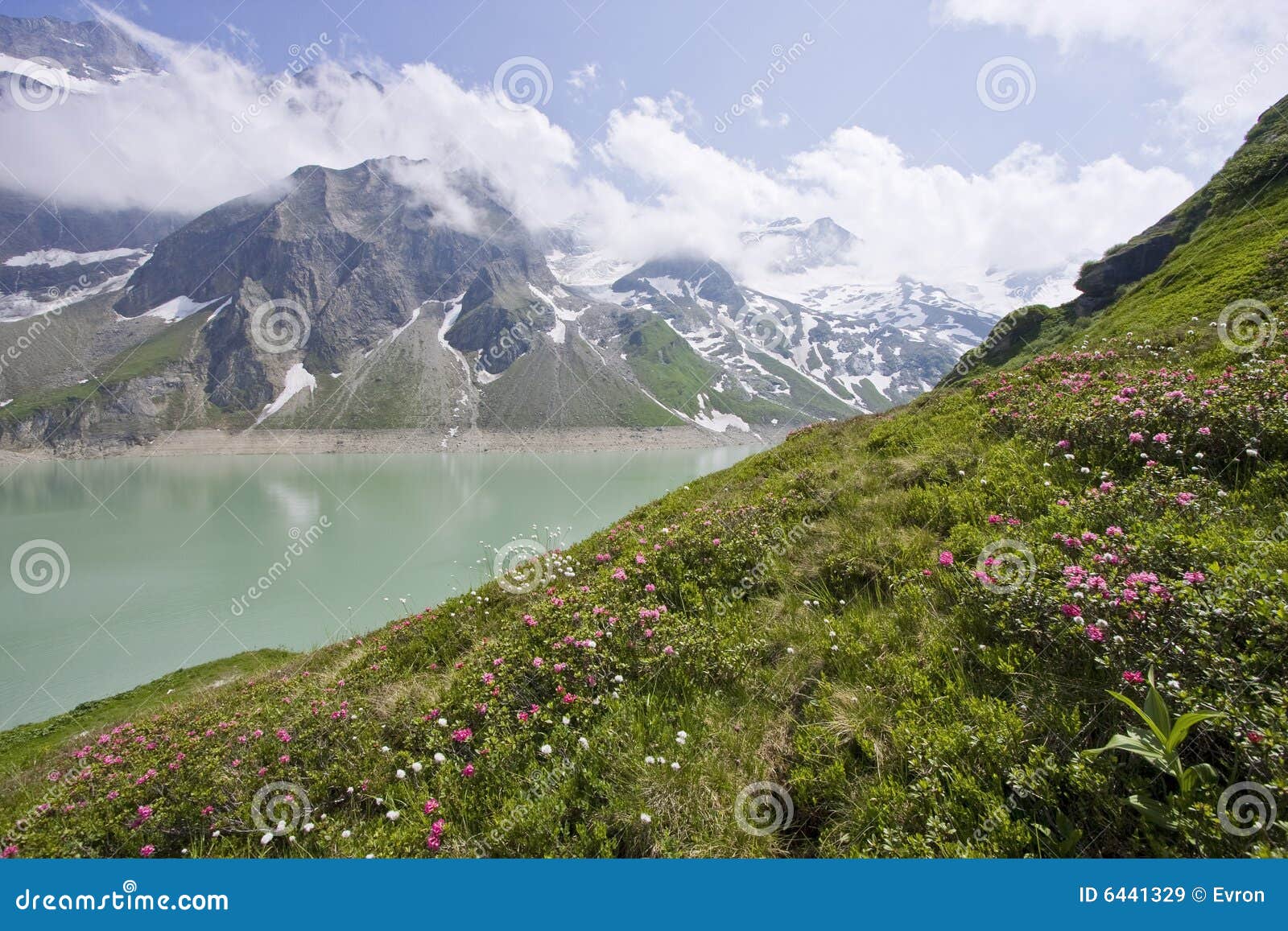 Alpine Herbs, Salzburg, Austria Stock Image - Image of moserboden, lake ...