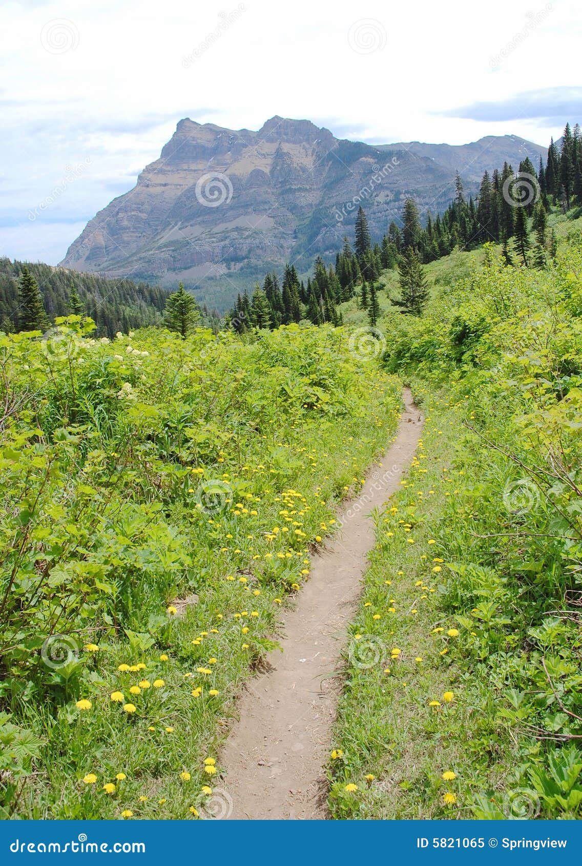 Alpine hiking trail stock image. Image of forest, hiking - 5821065