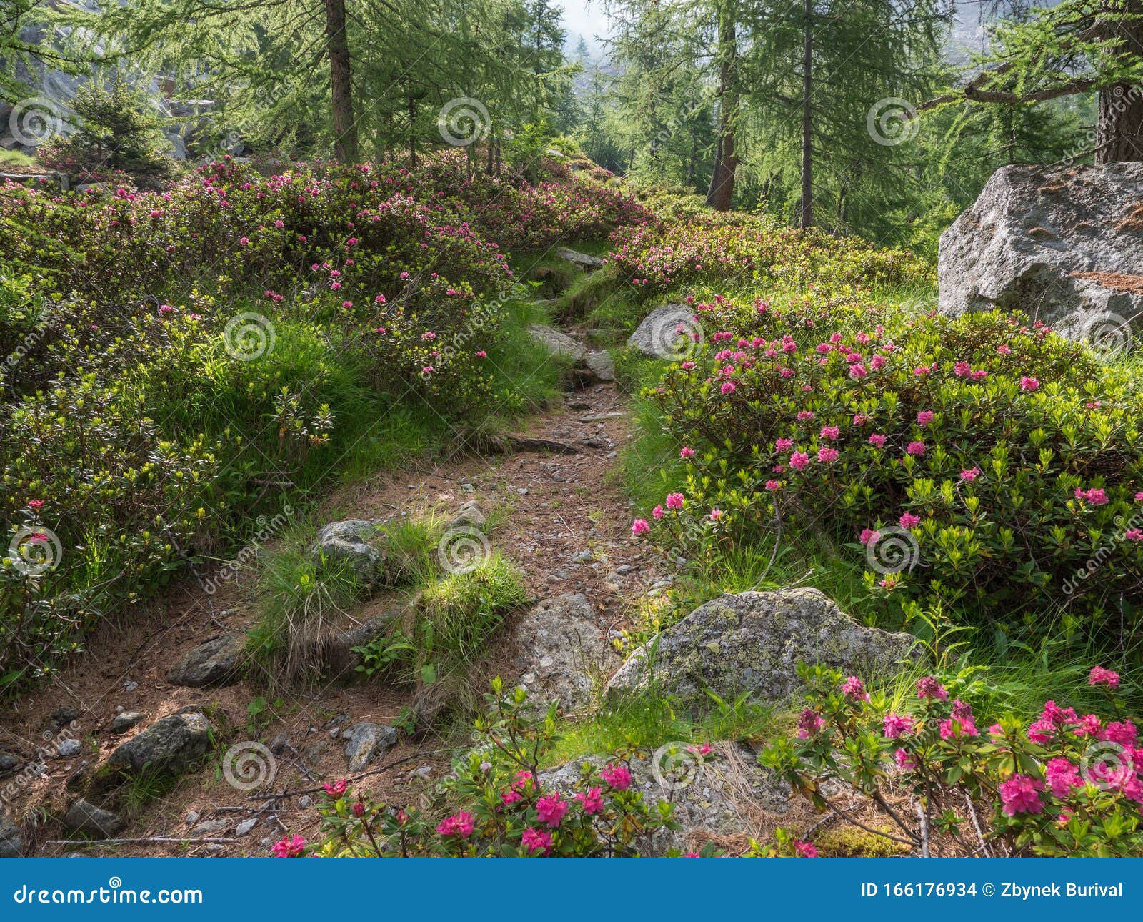 Alpine Hiking Trail with Flowering Alpine Rose Shrubs Stock Photo ...