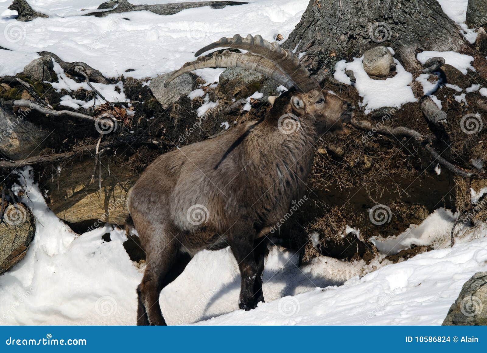 Alpine Ibex stock photo. Image of wildlife, animal, white - 10586824