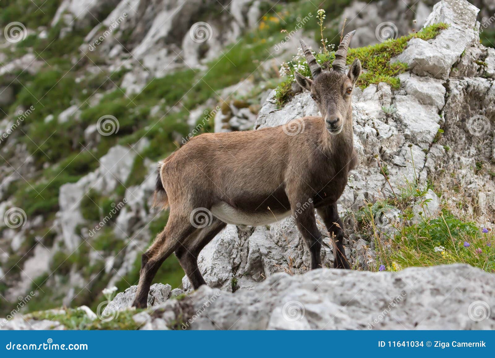 Alpine Ibex stock photo. Image of country, alpine, field - 11641034
