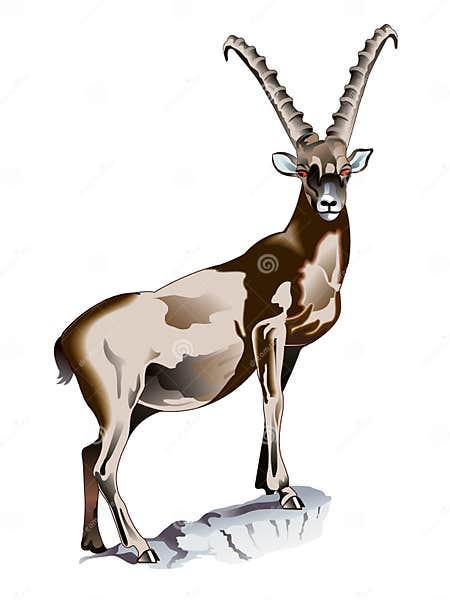 Alpine Ibex stock vector. Illustration of rocky, ridge - 18078853