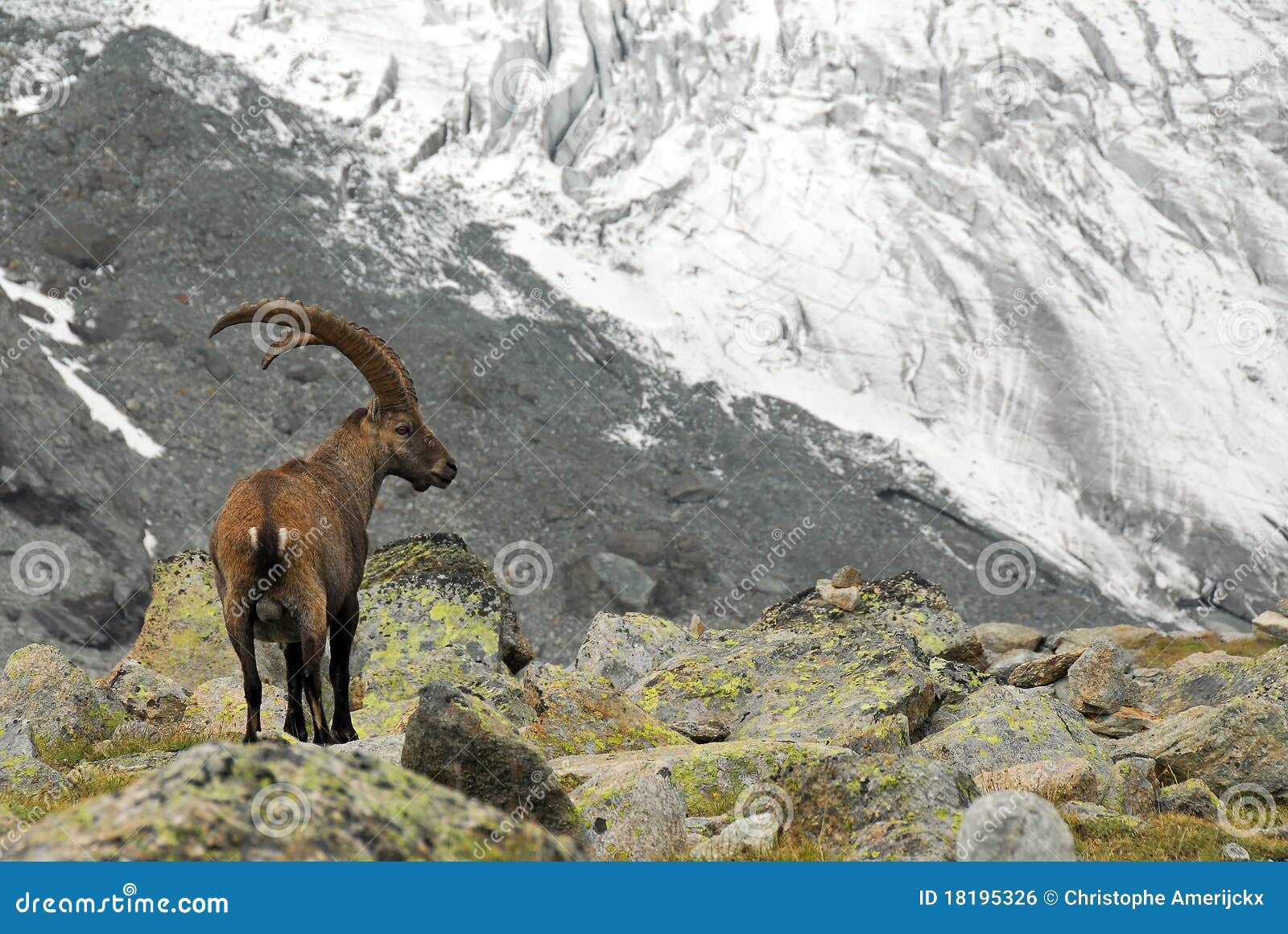 Alpine Ibex stock photo. Image of rock, hairy, park, mount - 18195326