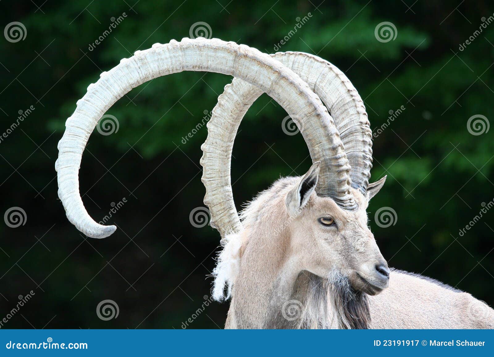 Alpine ibex stock image. Image of bovidae, male, hunting - 23191917