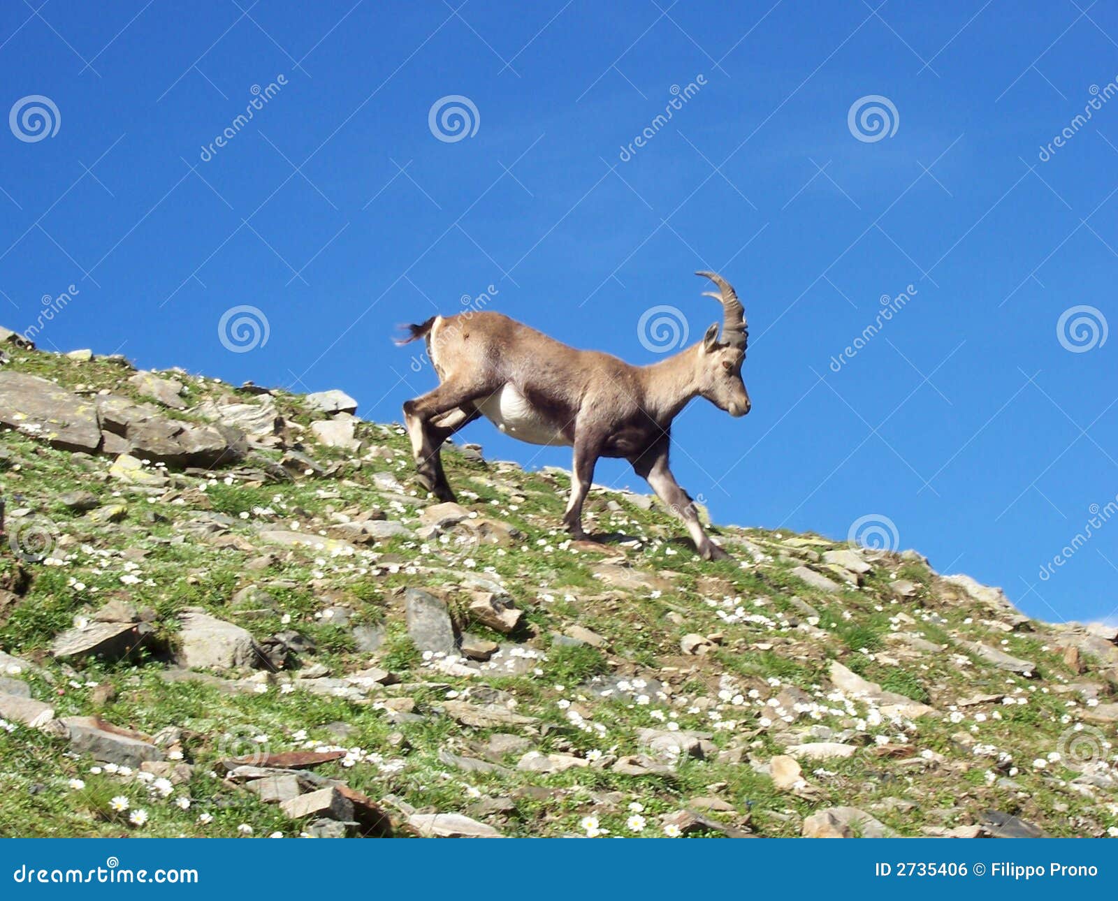 Alpine ibex stock photo. Image of hillside, outdoors, horns - 2735406