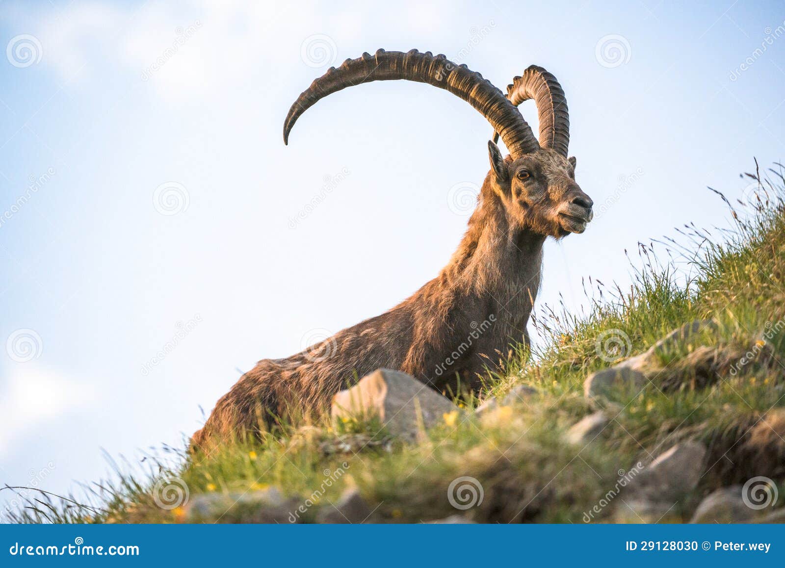 Alpine ibex stock photo. Image of alps, ibex, cute, conservation - 29128030
