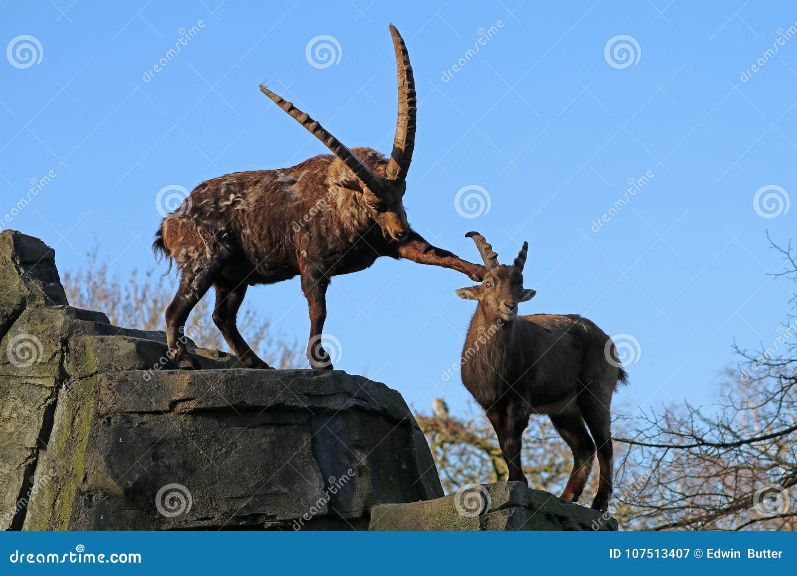 Alpine ibex stock image. Image of fighting, ibex, animal - 107513407