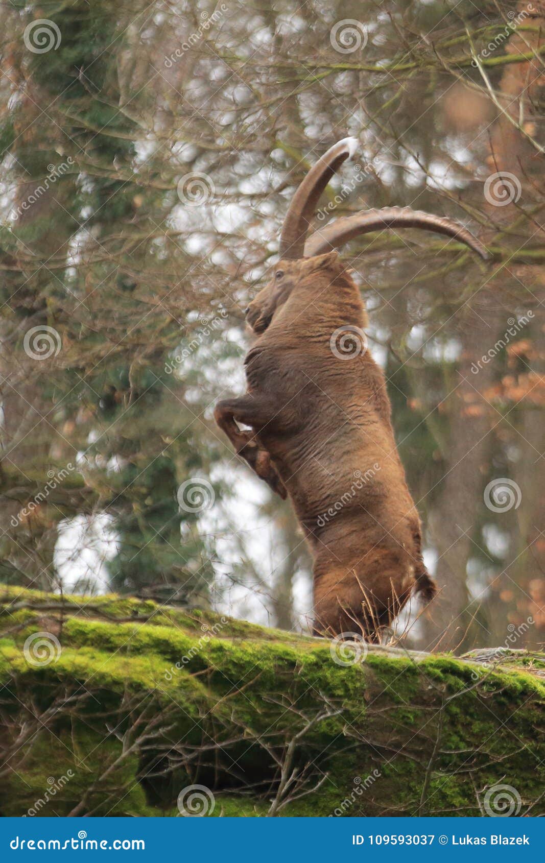 Alpine Ibex Running In The Snow, Vercors, France Royalty-Free Stock ...
