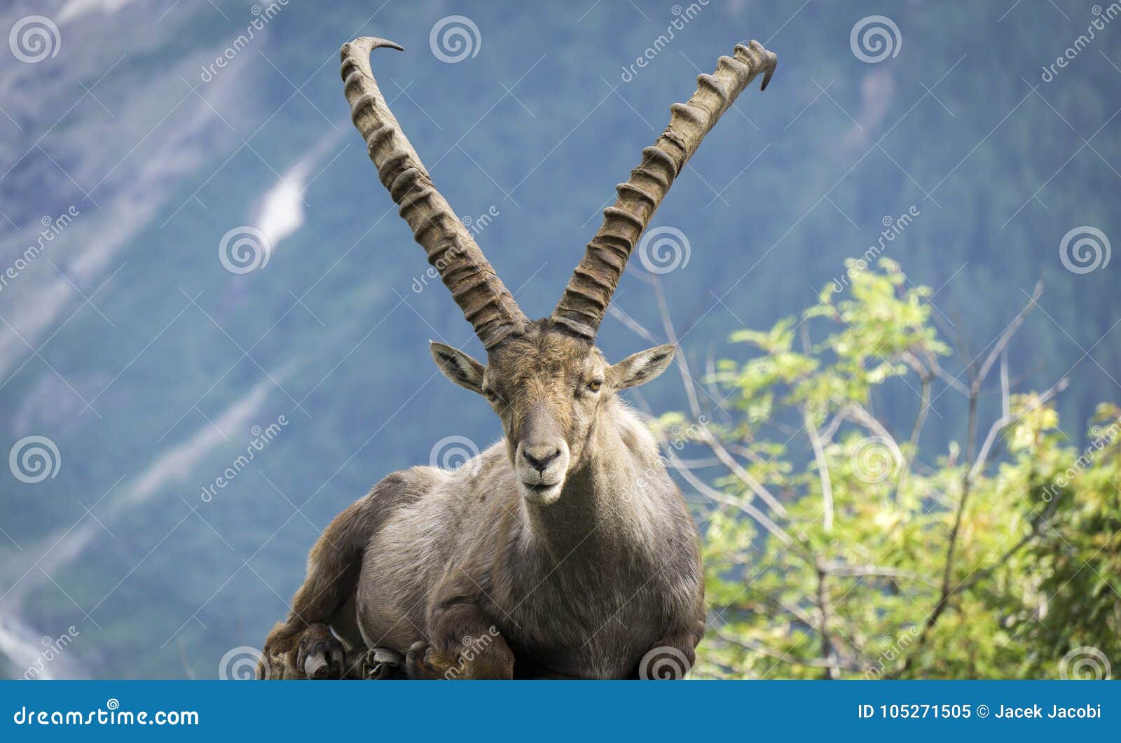 Alpine Ibex on a Background of Mountains. Stock Image - Image of animal ...