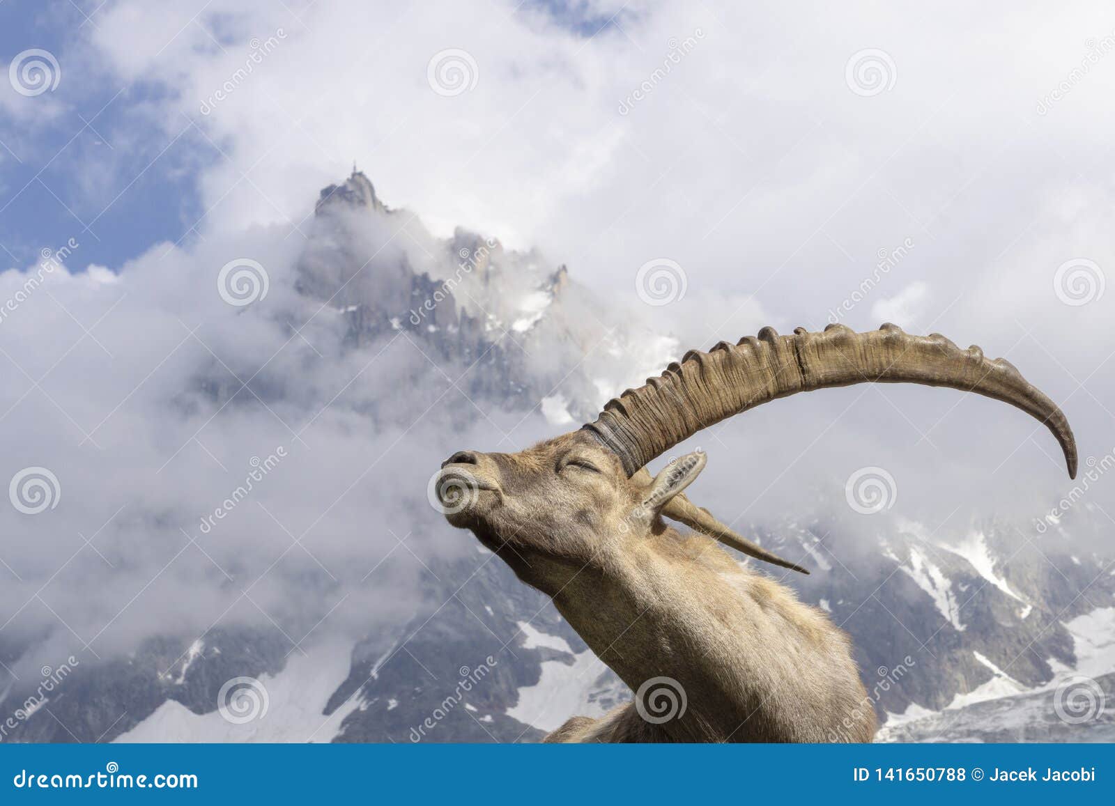 Alpine Ibex on a Background of Mountains Stock Photo - Image of europe ...