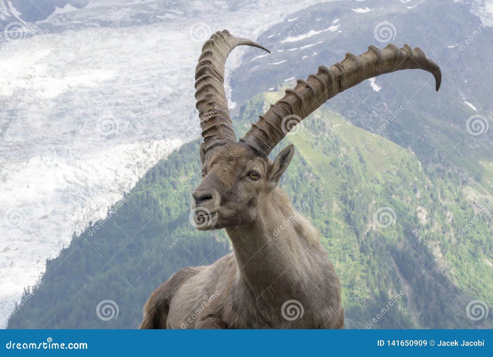 Alpine Ibex on a Background of Mountains Stock Image - Image of ...