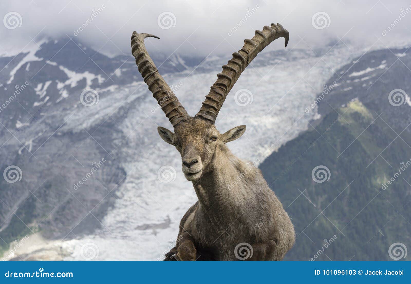 Alpine Ibex on a Background of Mountains. French Alps. Stock Image ...