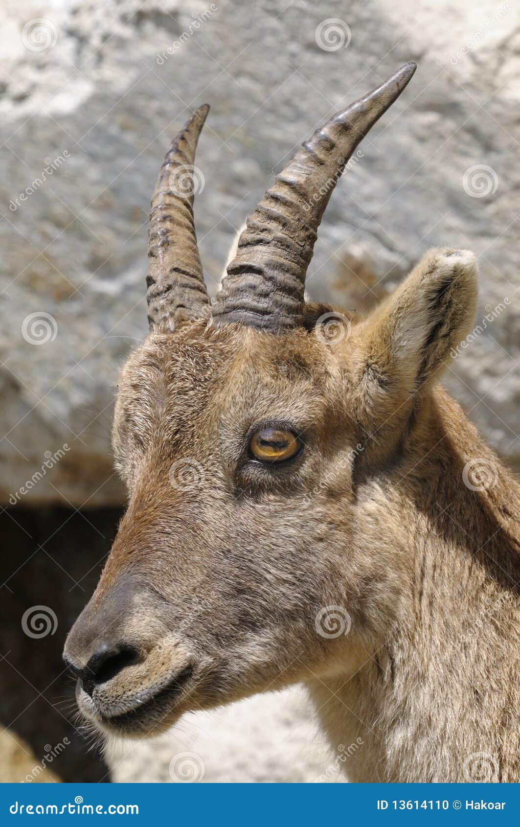 Alpine ibex, capra Ibex stock photo. Image of capricorn - 13614110