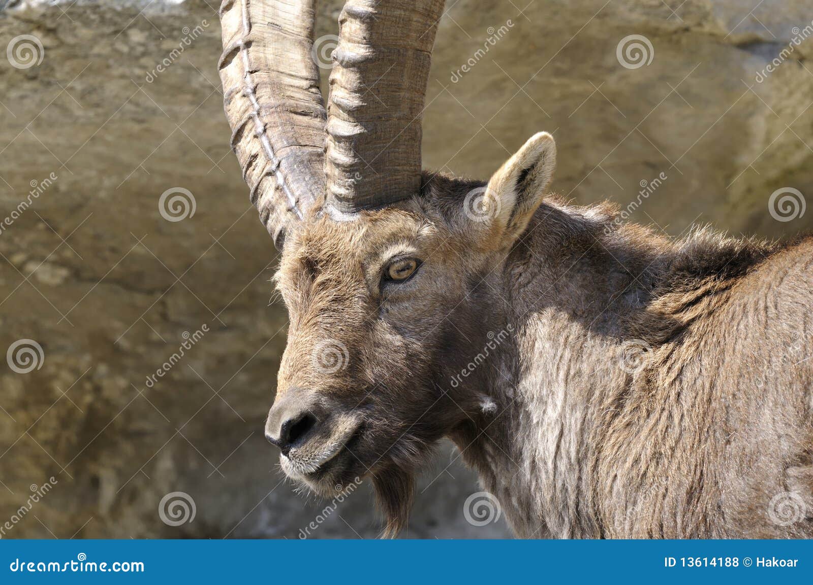 Alpine ibex, capra Ibex stock photo. Image of cuddly - 13614188