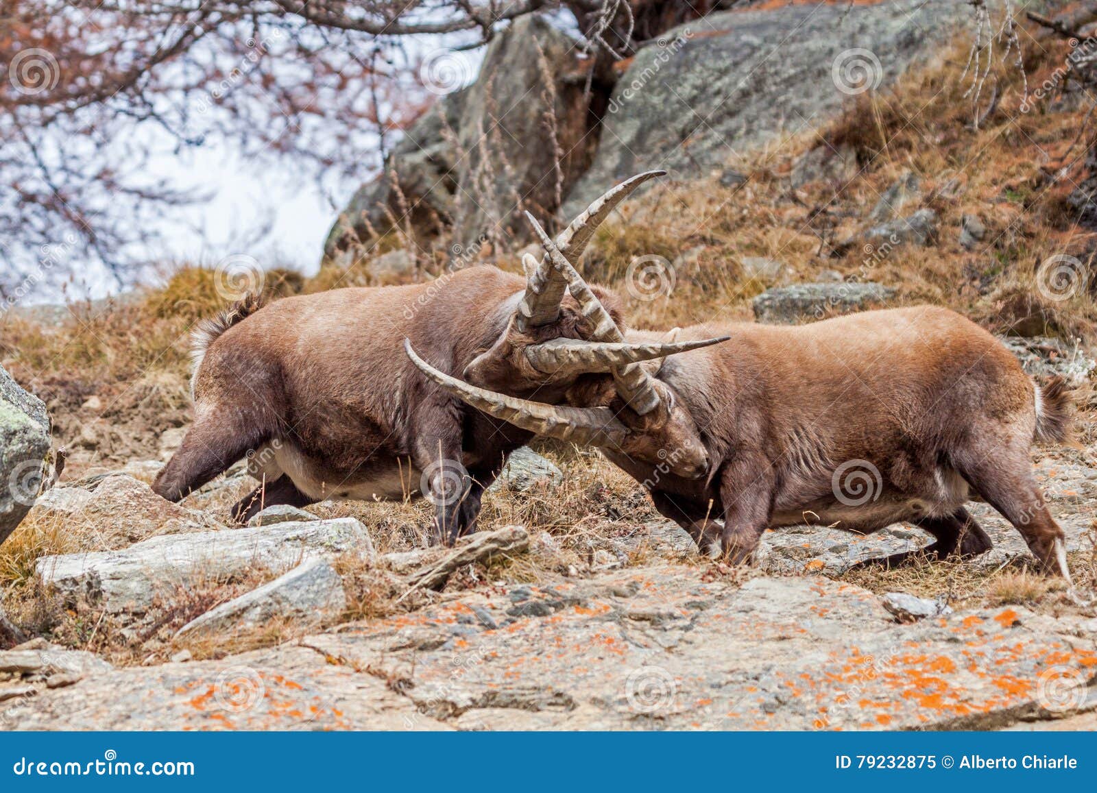 Ibex Fighting