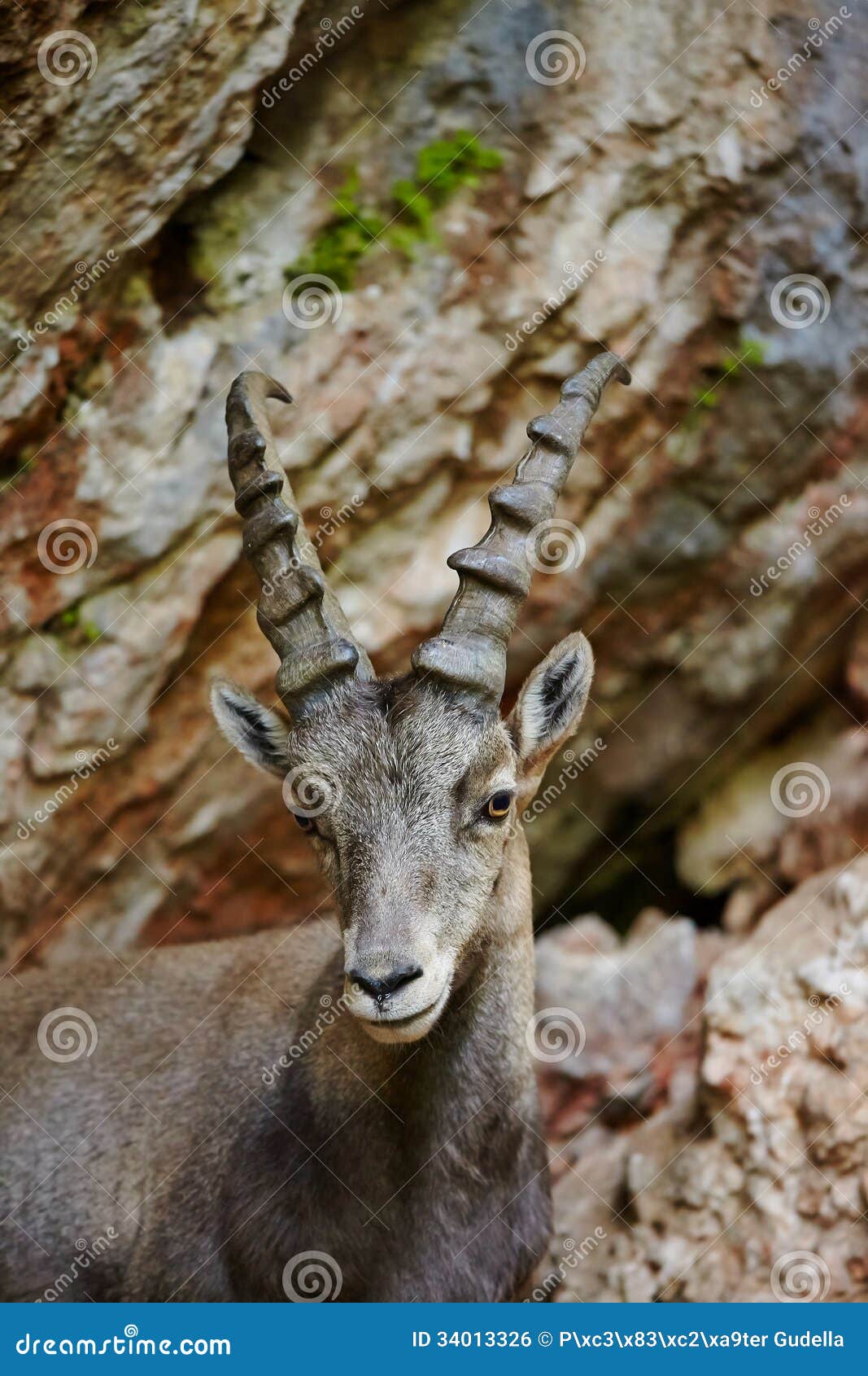 Alpine Ibex stock photo. Image of outdoor, capra, steinbock - 34013326