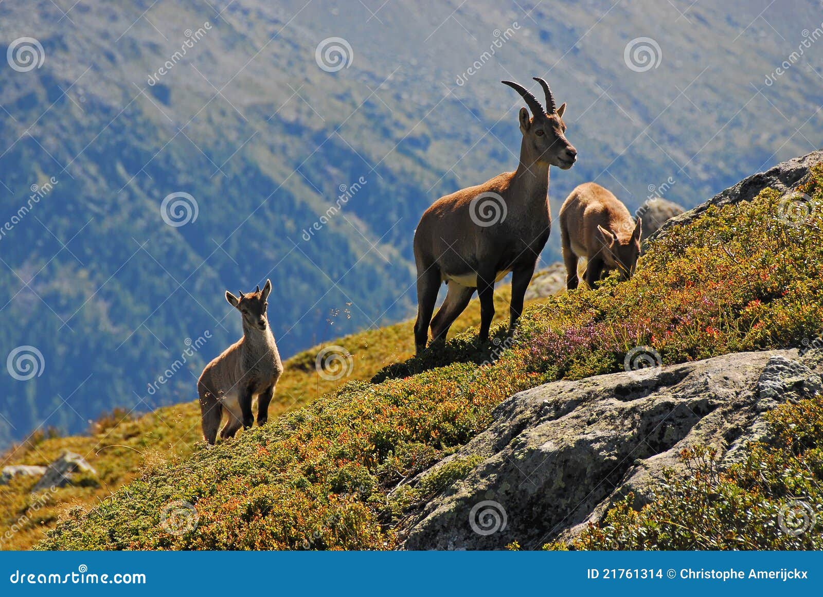 Alpine Ibex family stock photo. Image of climb, hairy - 21761314