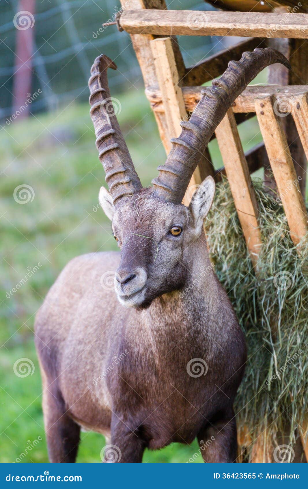 Alpine Ibex by the Feeding Ground Stock Image - Image of mountain, goat ...