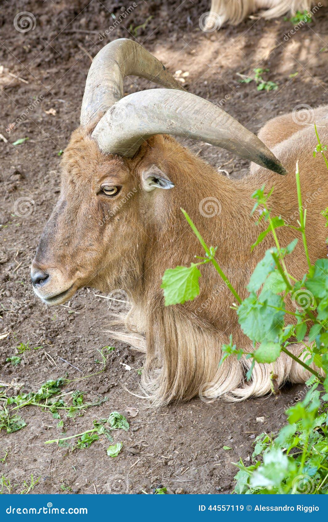 Alpine ibex goat stock image. Image of landscape, spanish - 44557119