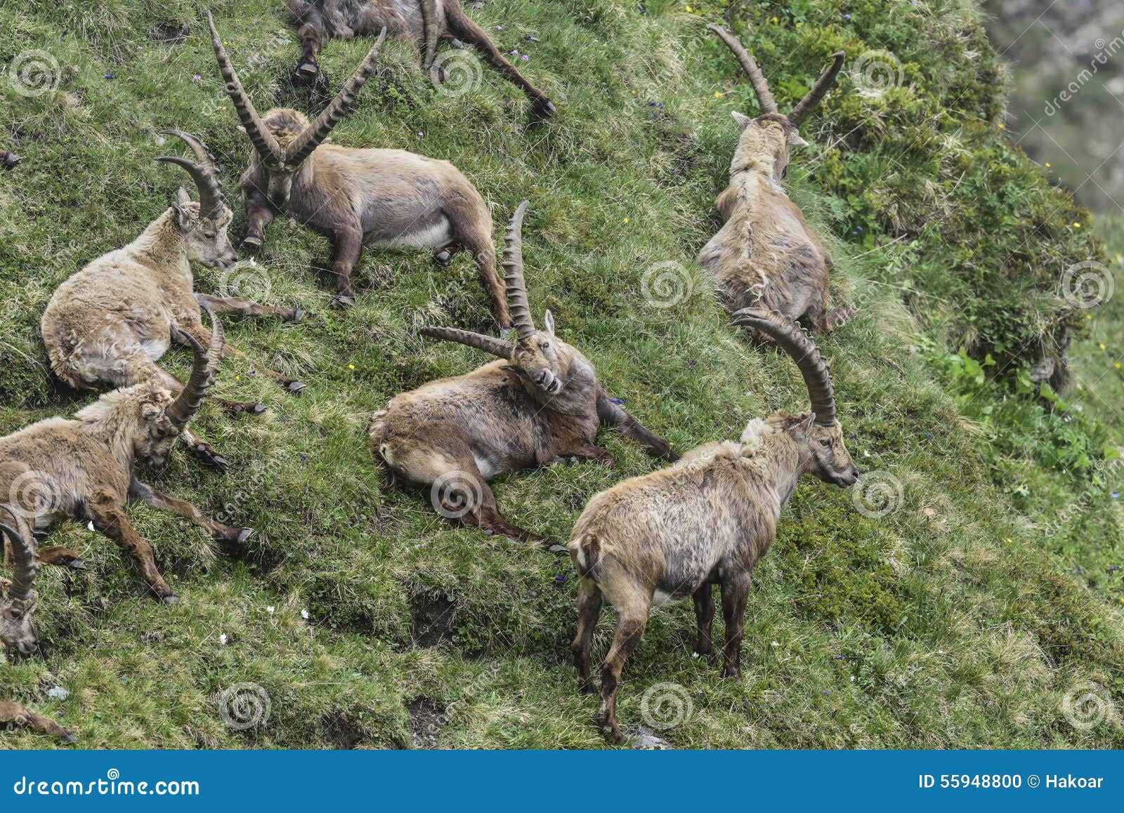 Alpine ibex stock photo. Image of grossglockner, resting - 55948800