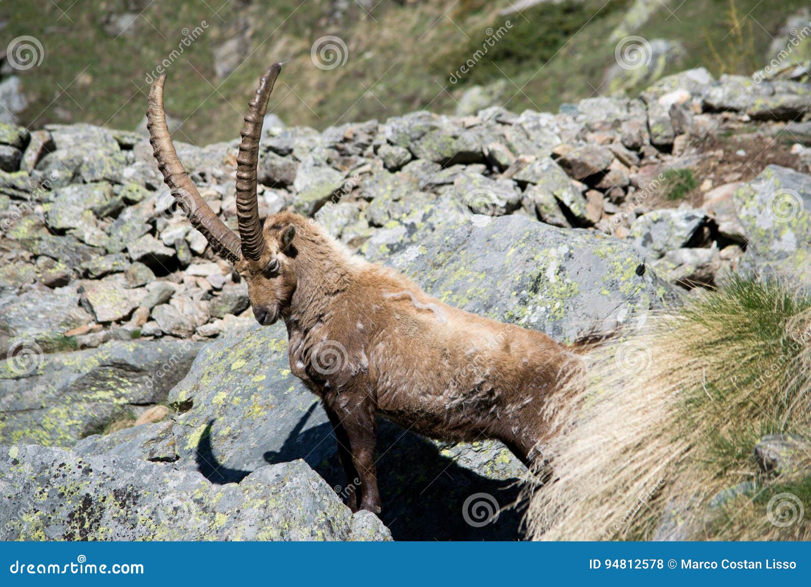 Alpine Ibex stock photo. Image of strong, male, altitude - 94812578