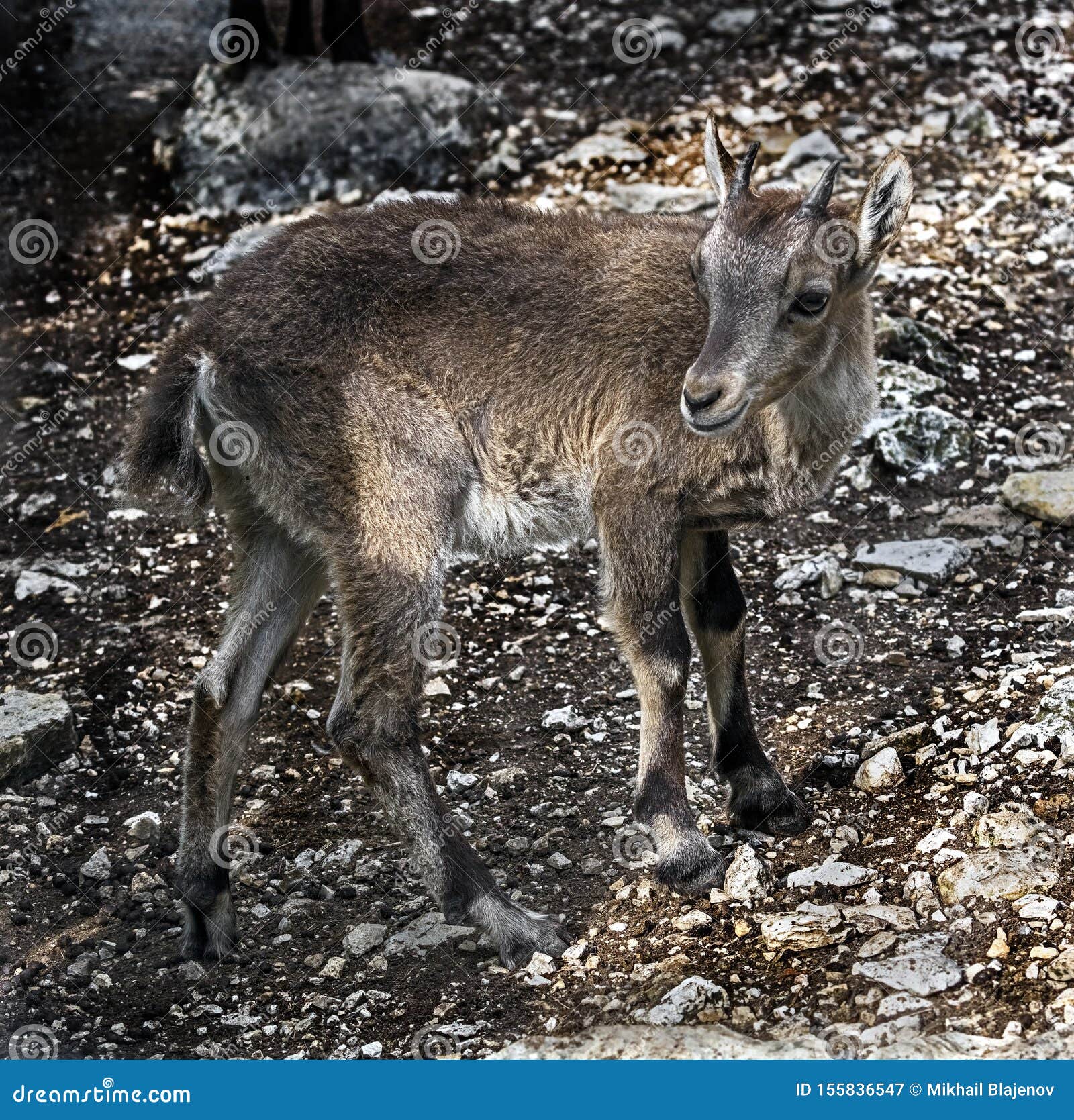 Alpine ibex kid 8 stock image. Image of environment - 155836547