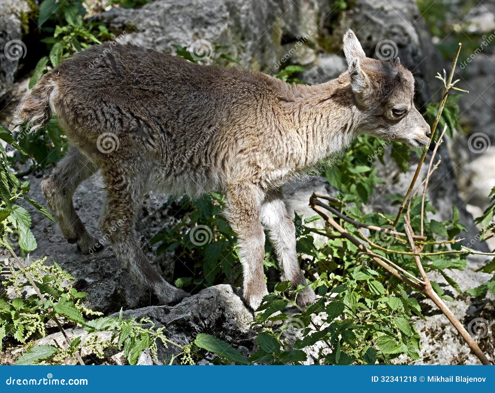 Alpine ibex kid 1 stock photo. Image of stone, highland - 32341218