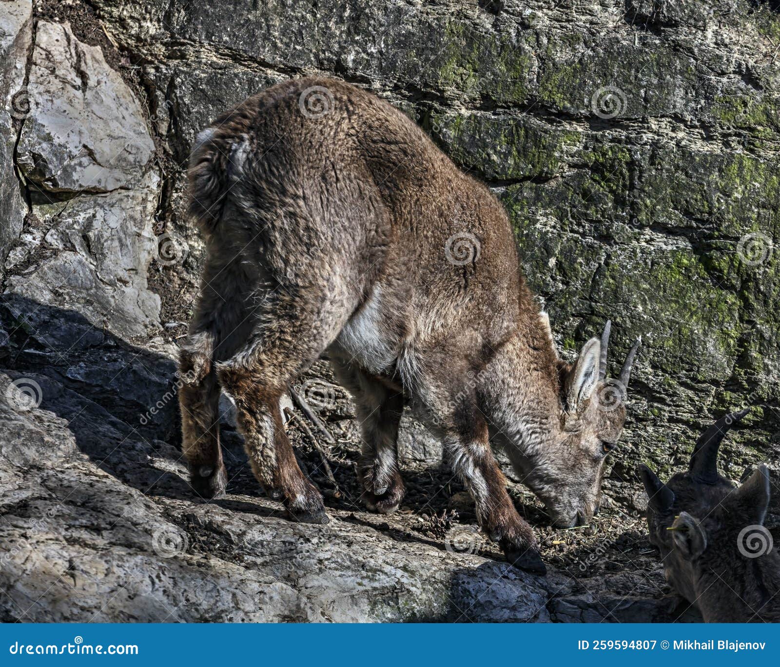 Alpine Ibex Kid on the Rock Stock Image - Image of ruminant, wildlife ...