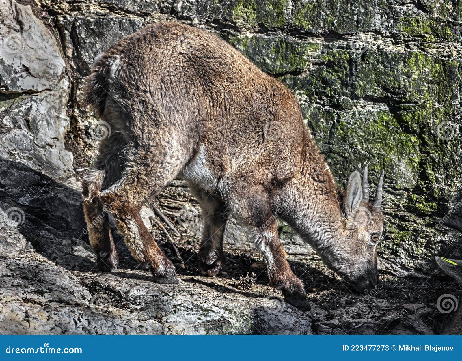 Alpine ibex kid 9 stock image. Image of ecology, pasture - 223477273