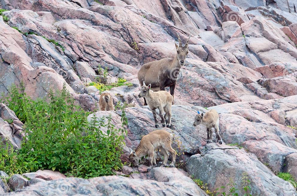 Alpine ibex with kids stock photo. Image of mother, brood - 34249050
