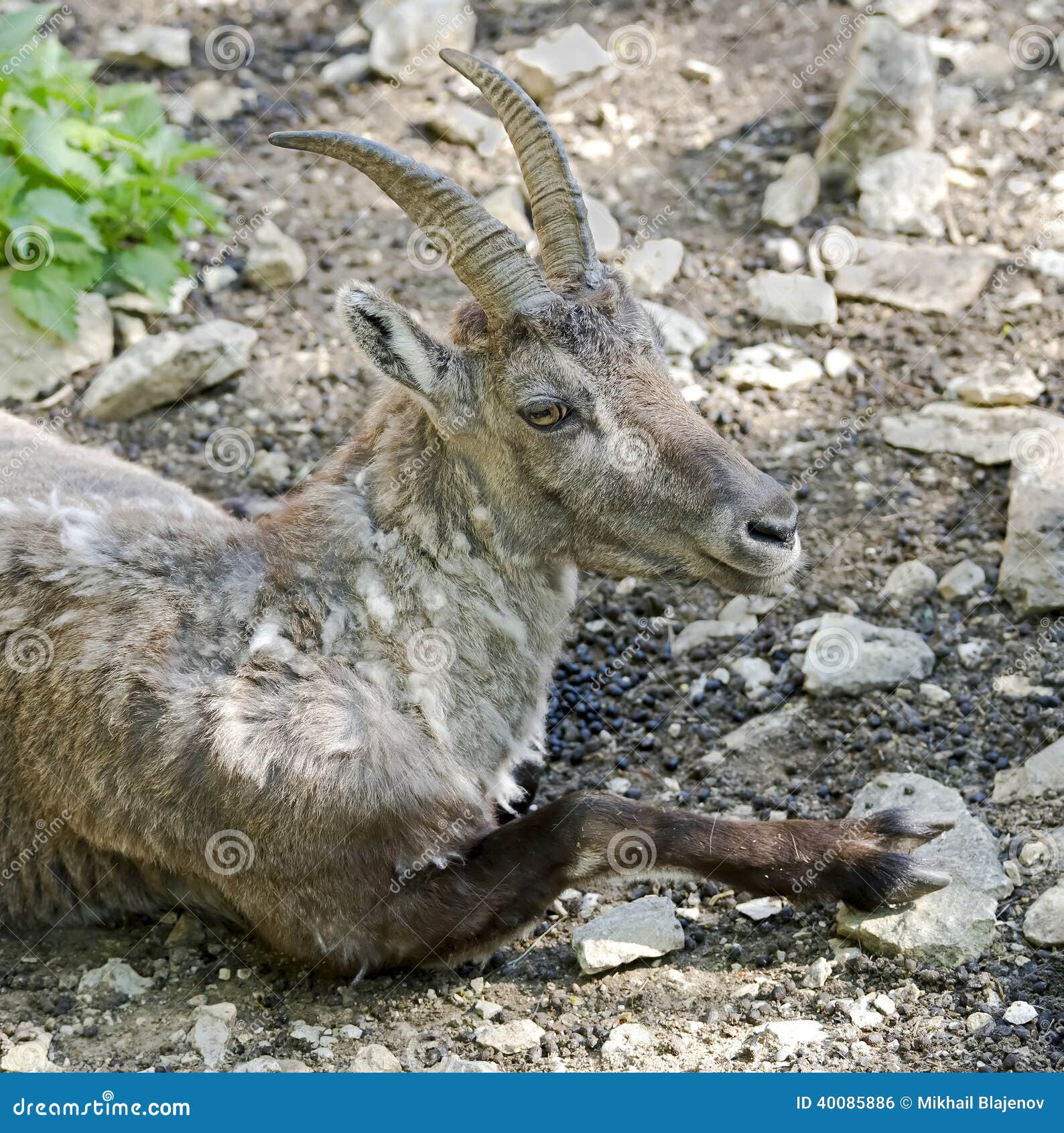 Alpine ibex 8 stock photo. Image of hoof, zoology, jump - 40085886