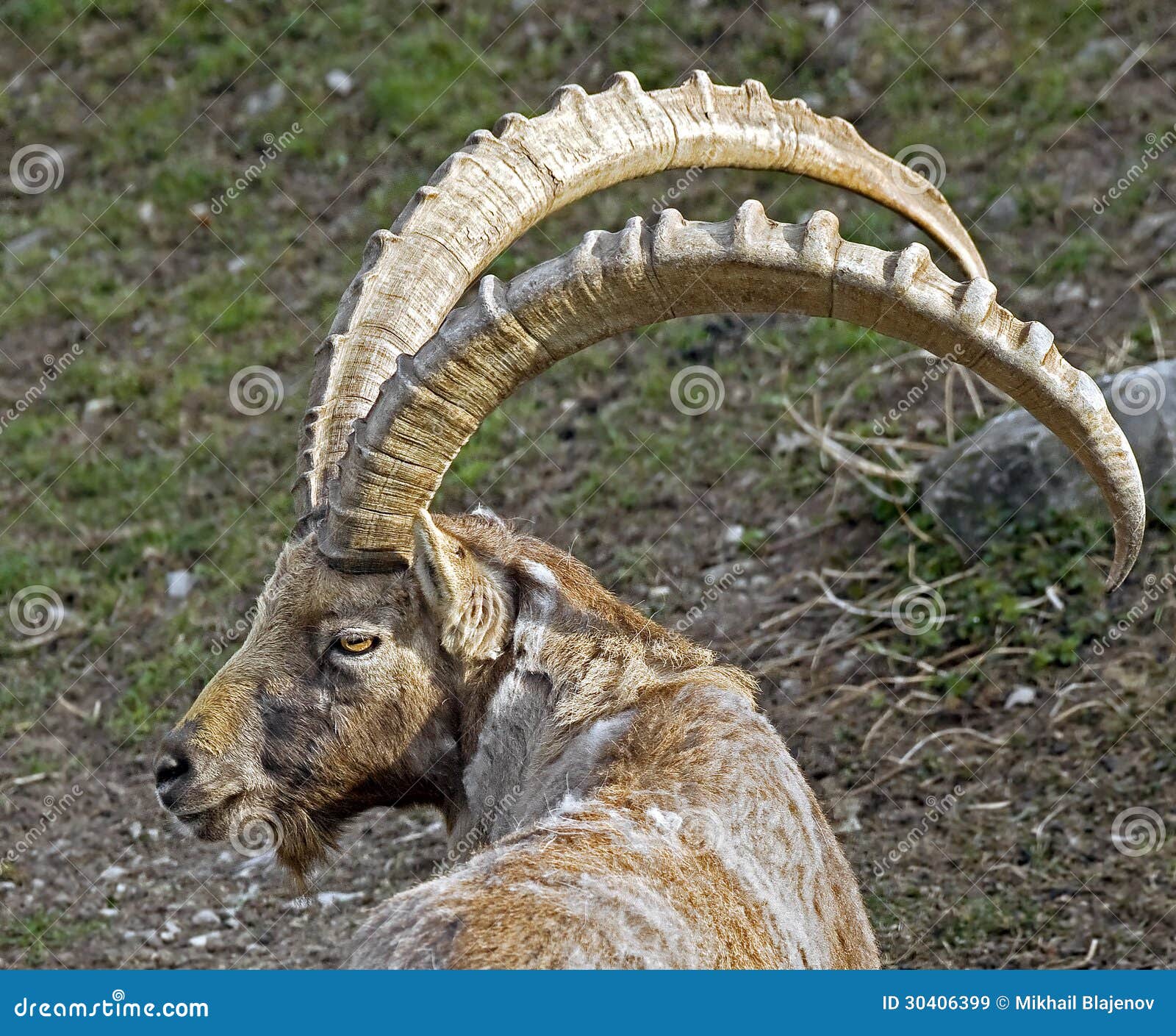 Alpine ibex 5 stock image. Image of wildlife, ruminant - 30406399