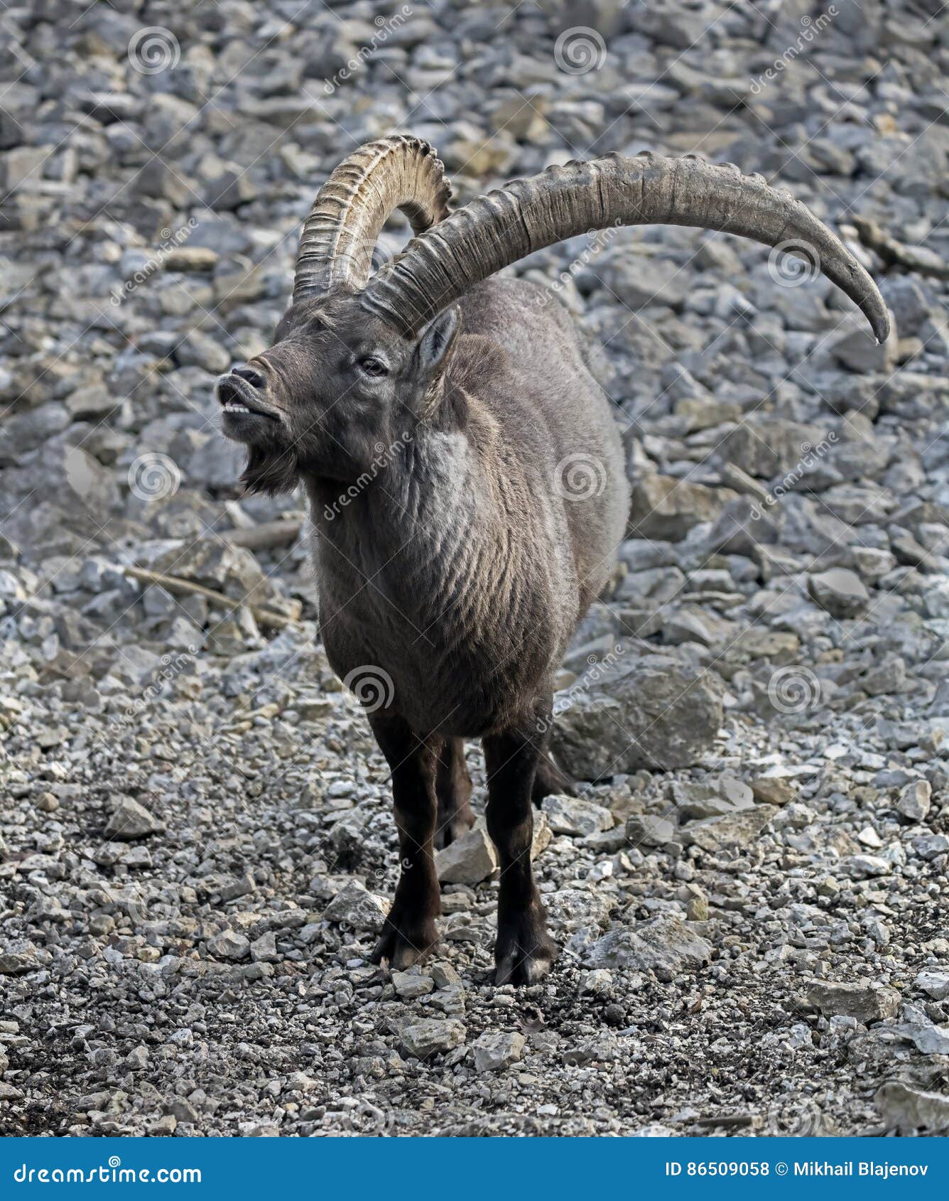 Alpine ibex male 1 stock photo. Image of hoof, portrait - 86509058