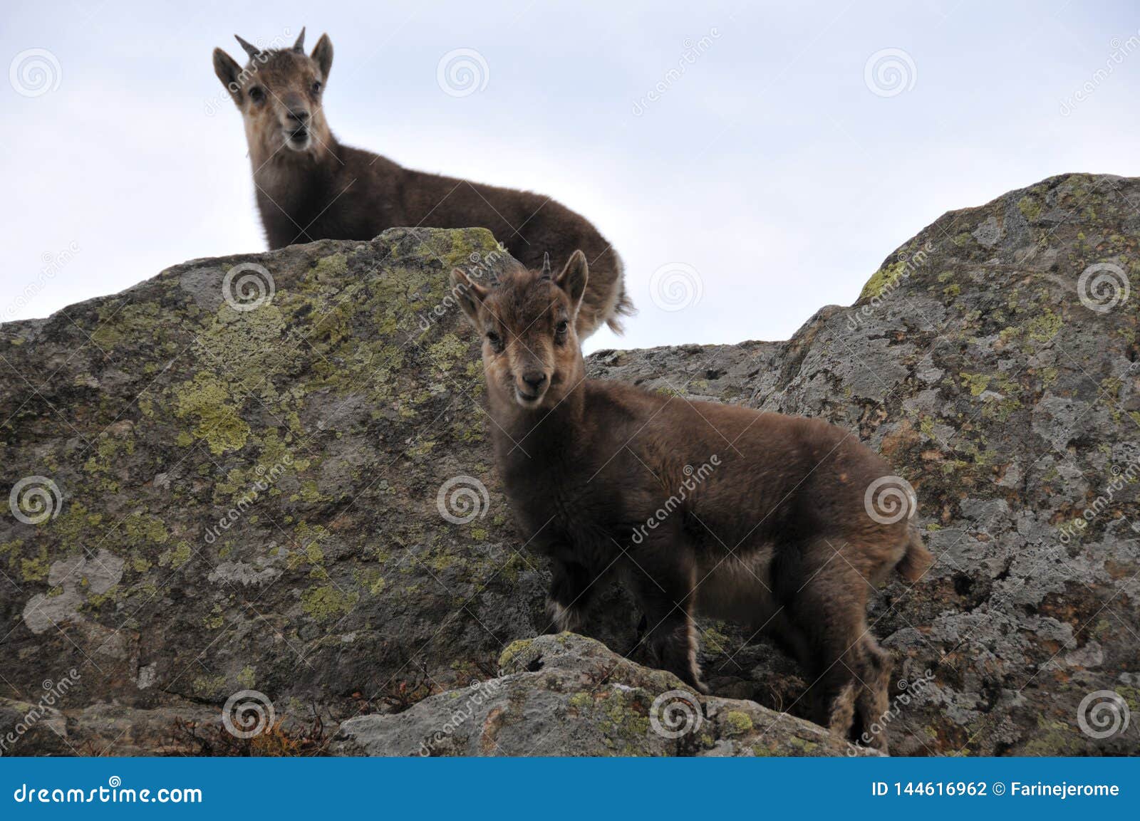The Alpine Ibex, the Master of the Mountains Stock Photo - Image of ...