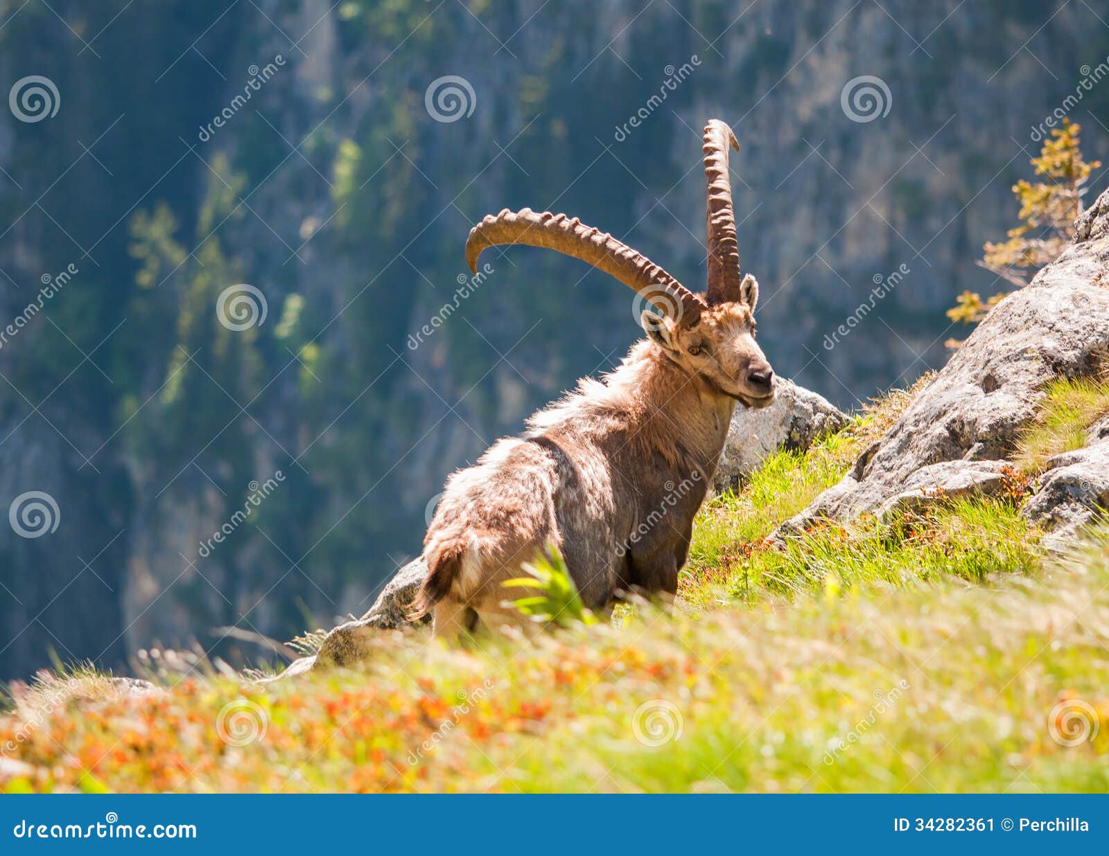 Alpine Ibex on Mountainside Cliff Stock Image - Image of climber ...