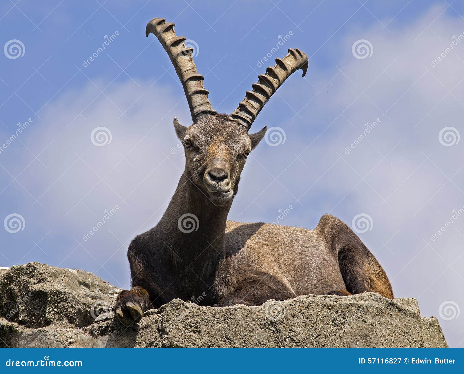 Alpine Ibex stock image. Image of background, ibex, face - 57116827